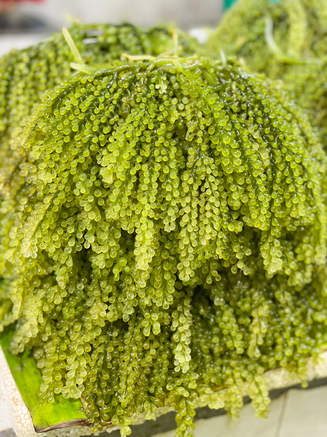 Seaweed Lato – AMJ SEAFOODS