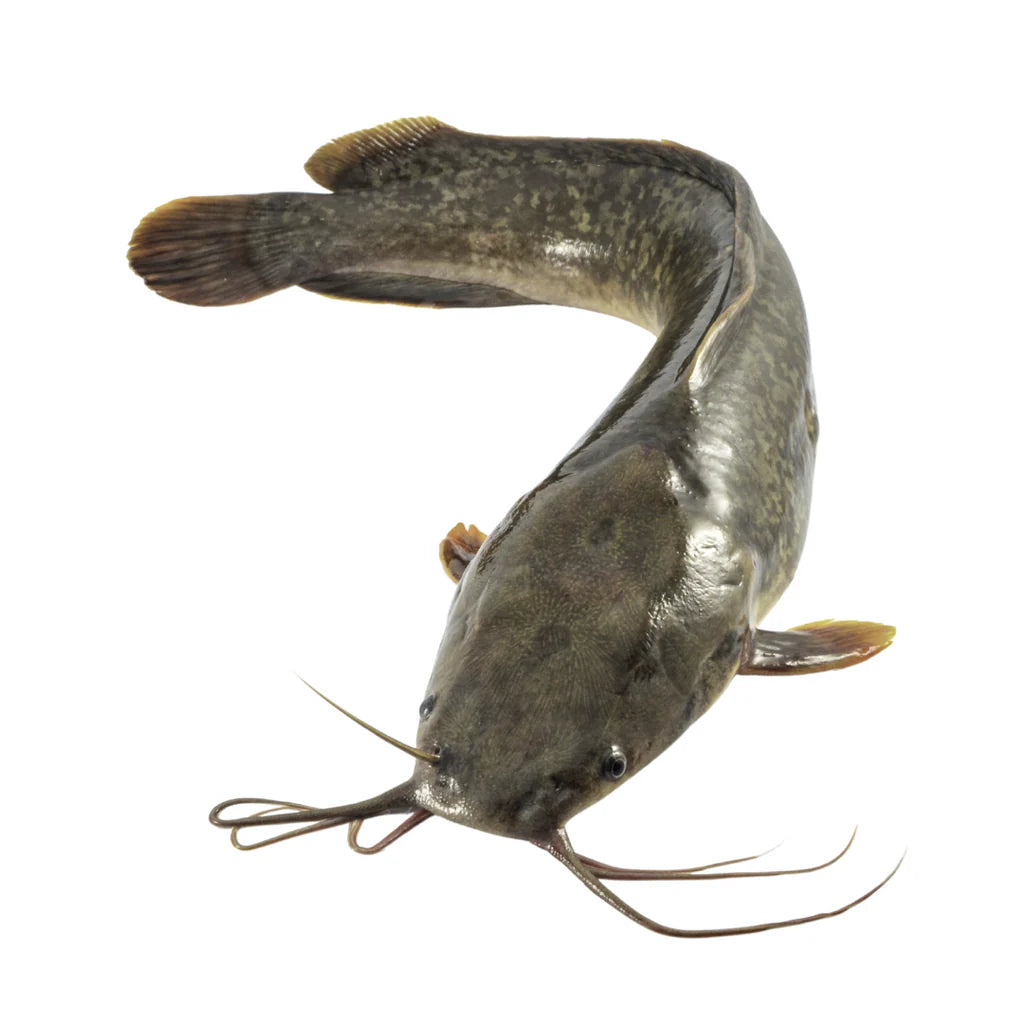 Hito – AMJ SEAFOODS